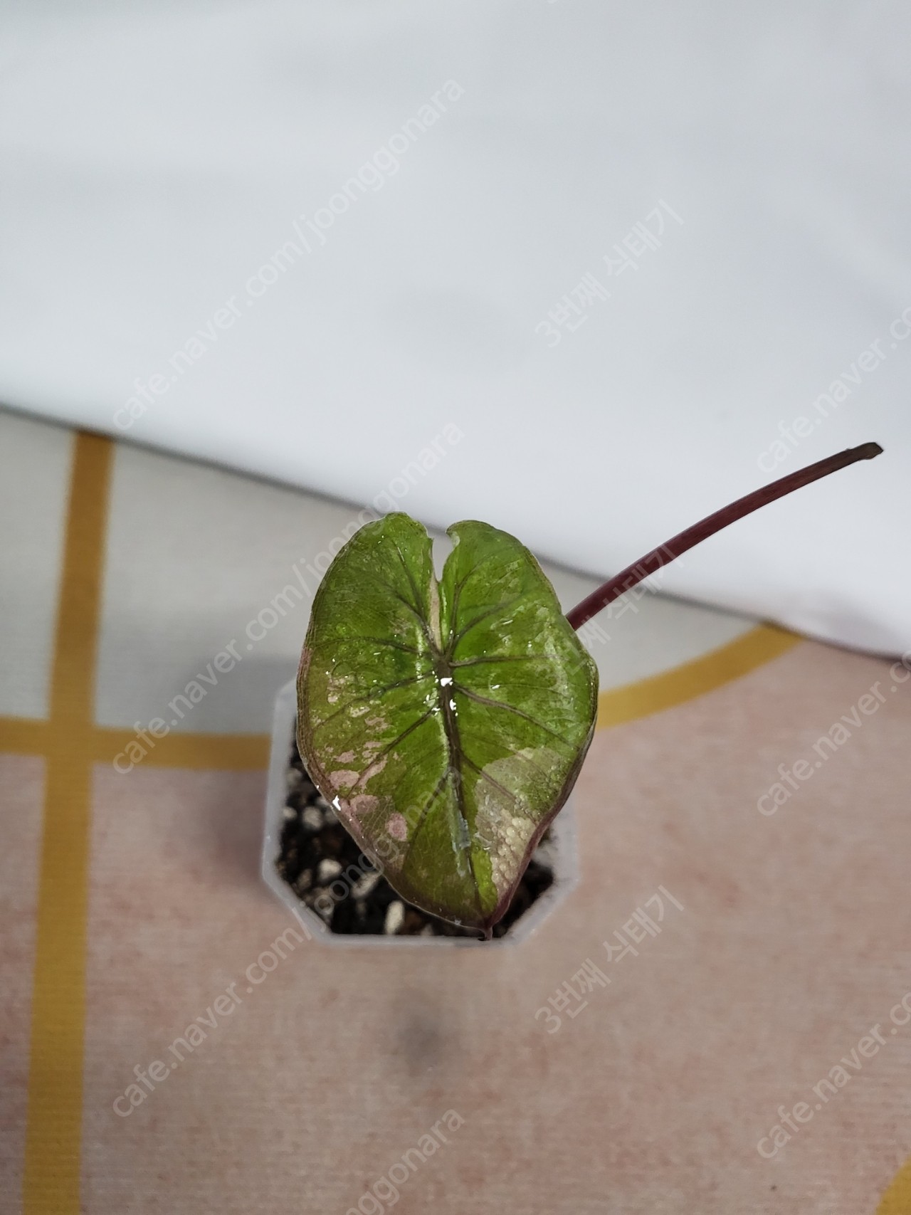 알로카시아 세렌디피티 필로덴드론 산띠쌍띠골든드래곤 바리 빌리에티에 바리 몬스테라 오블리쿠아 콜롬비아 히메몬스테라